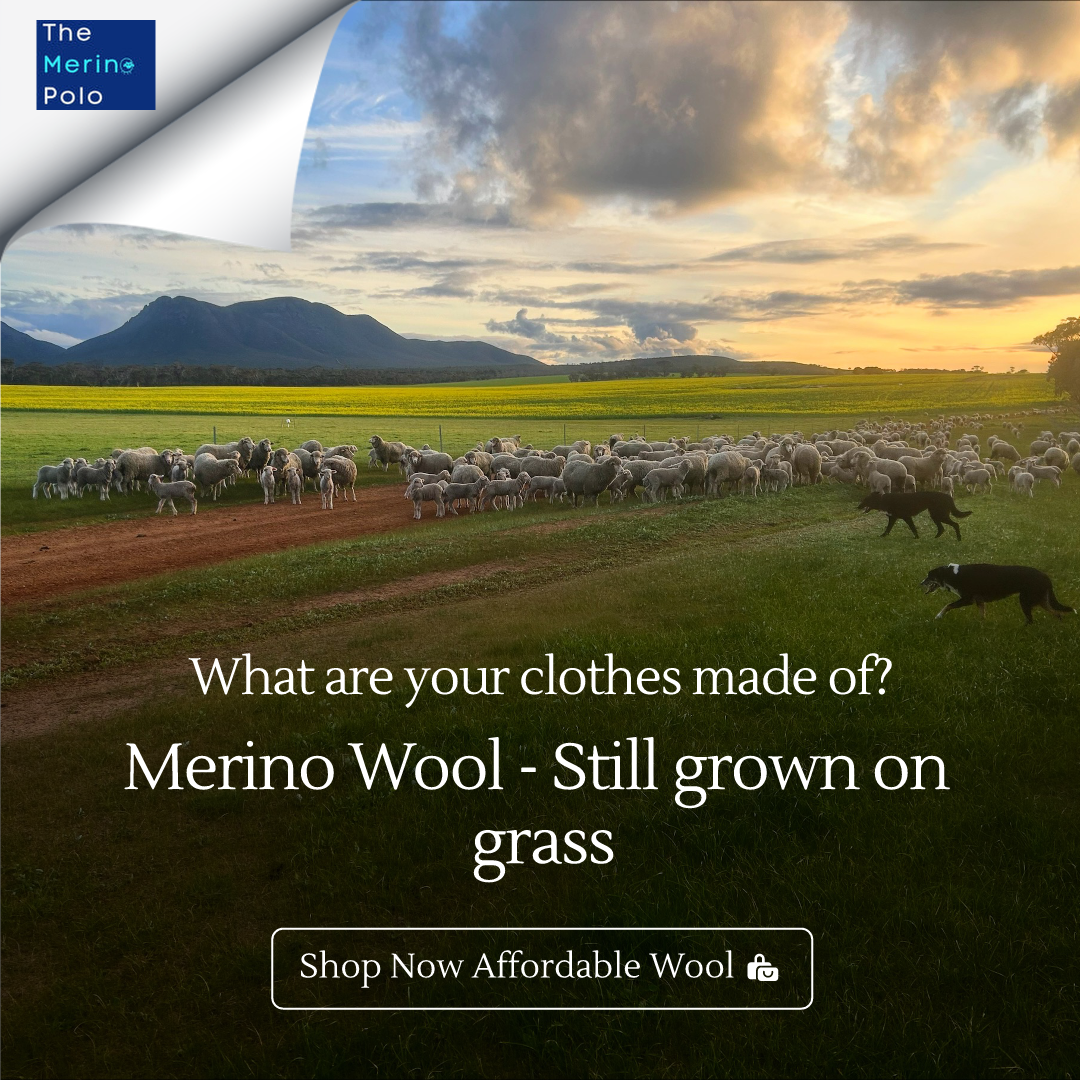 Premium Merino Wool Polo Shirts Australia | The Merino Polo